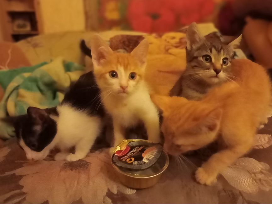 Ласковые домашние котята