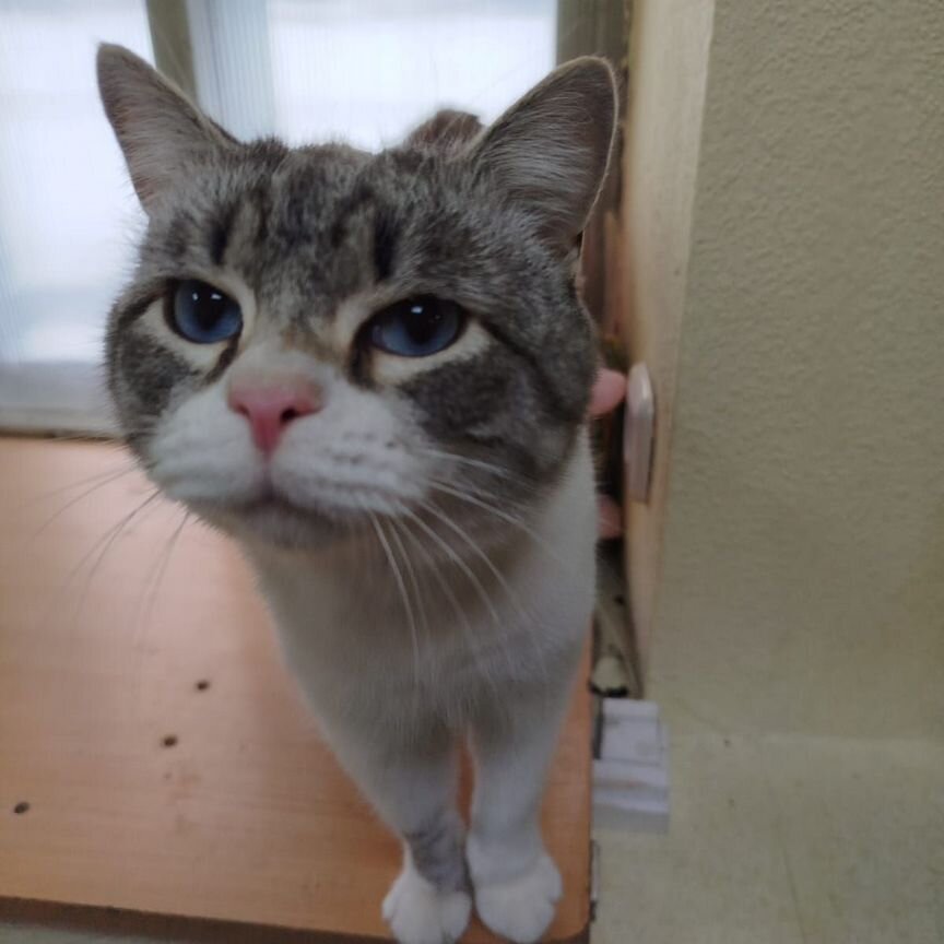 Кот