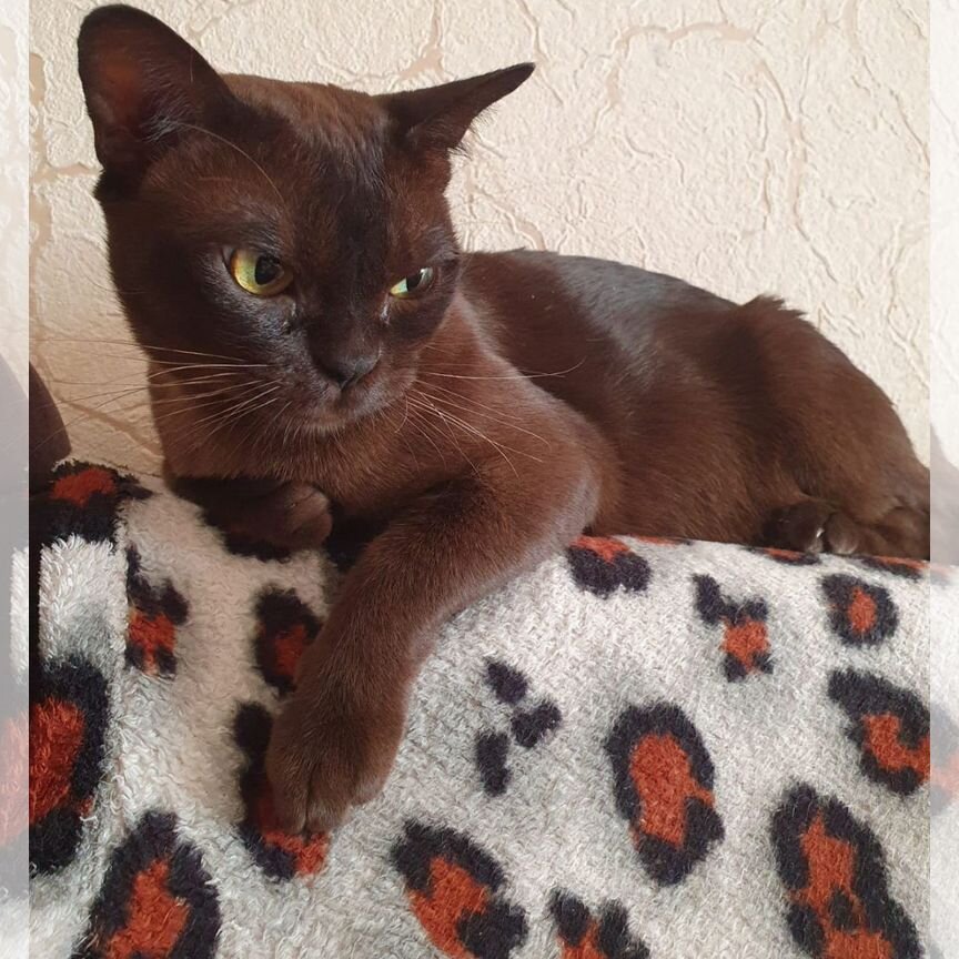 Бурманская кошка