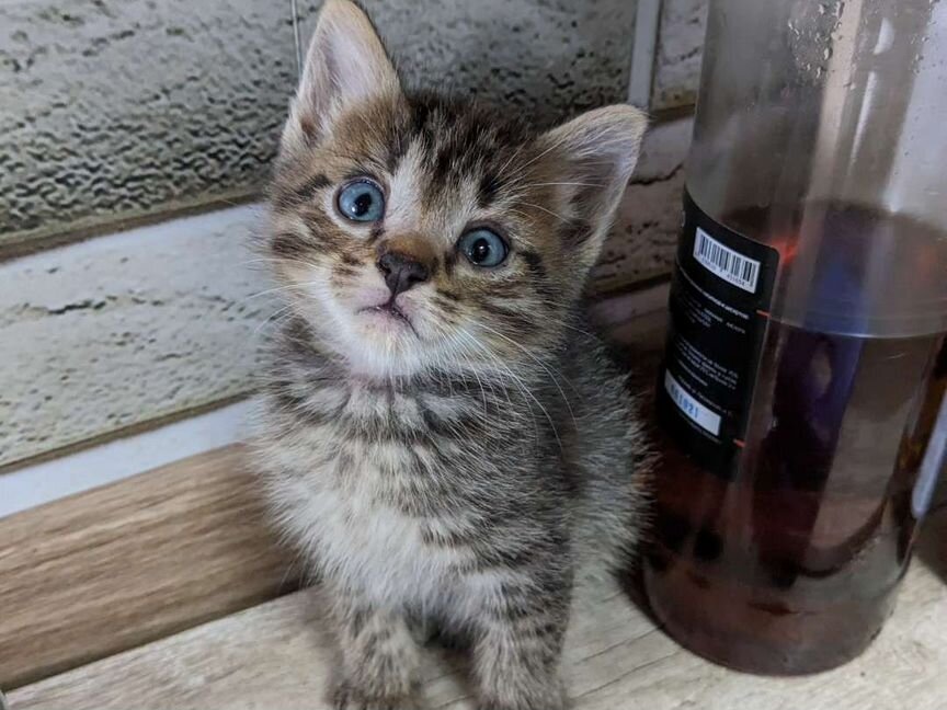Котенок мальчик 2 мес