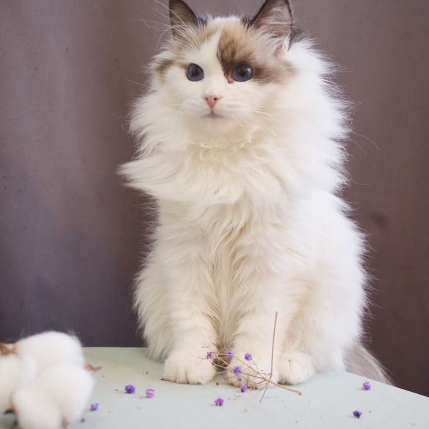 Рэгдолл котёнок