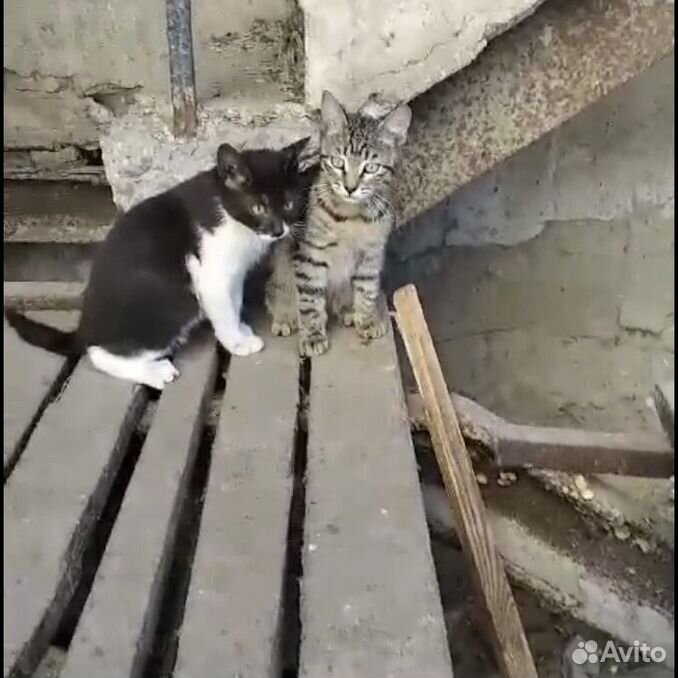 Котята в беде