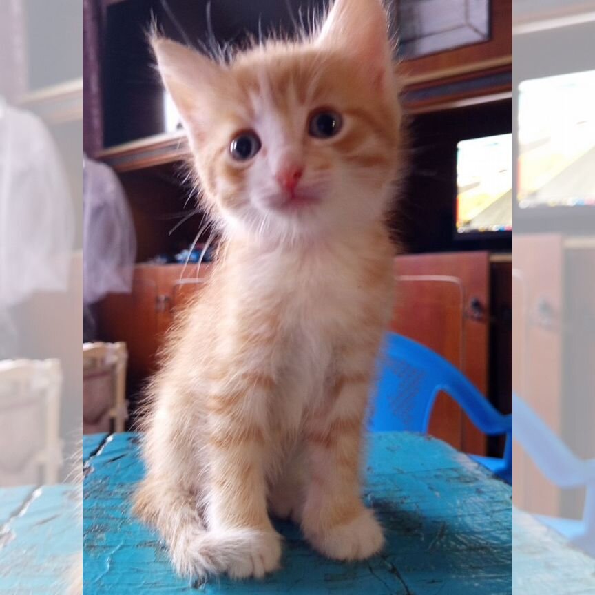 Котёнок в добрые руки