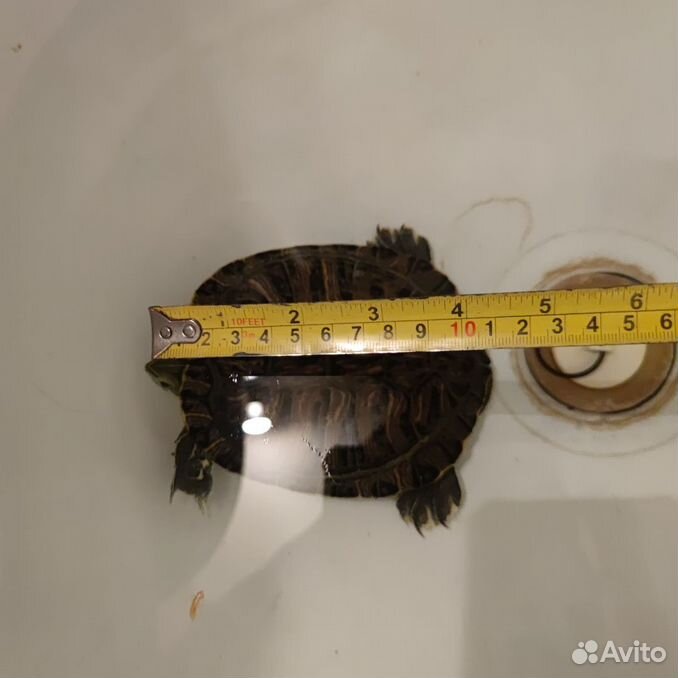 Красноухая черепаха с аквариумом