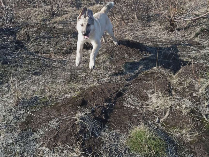 Собака, которую видно