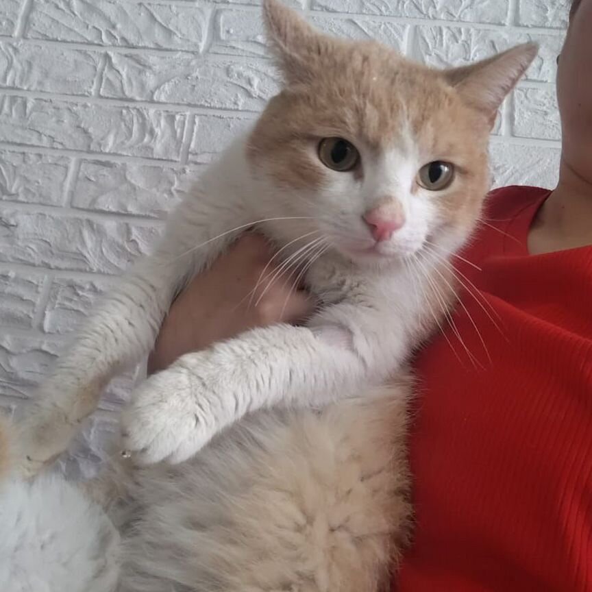 Кот кастрирован 1.5 года