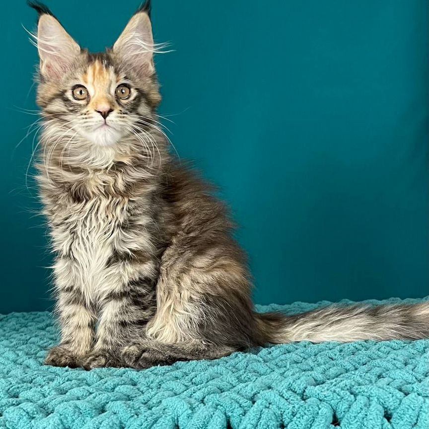Котята мейн-кун