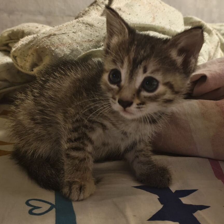 Котёнок в добрые руки