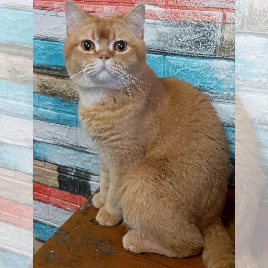 Шотландский прямоухий короткошёрстный, взрослый кот