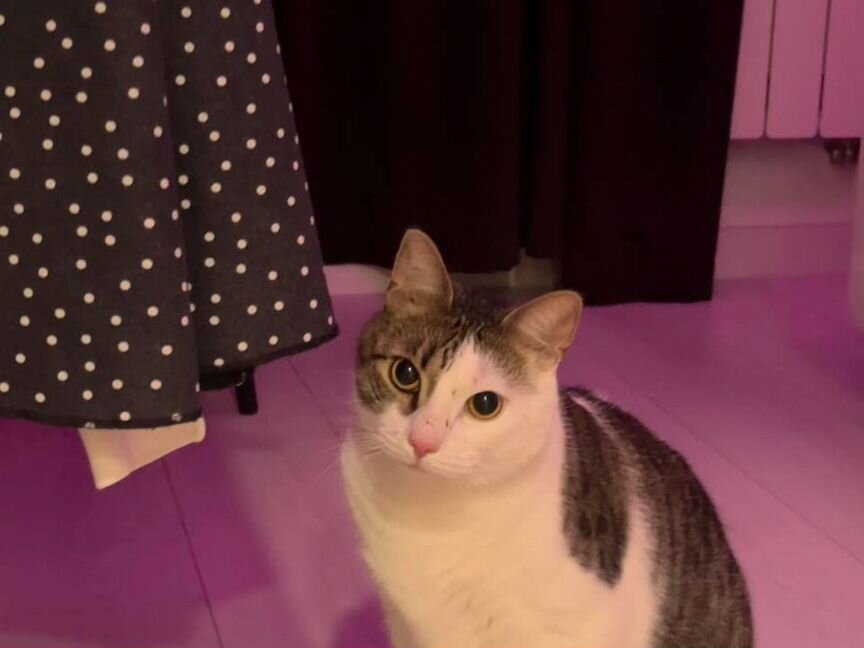 Кот бесплатно