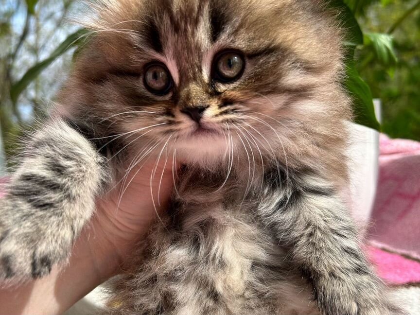 Шотландские котята Хайленд