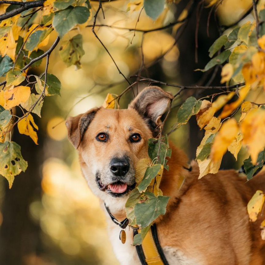 Собака в добрые руки