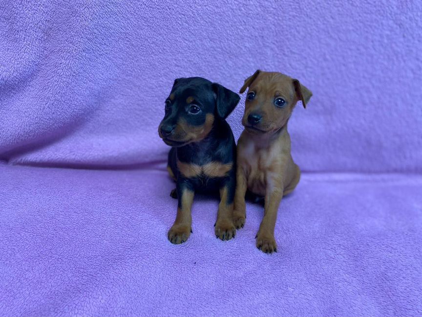 Цвергпинчер