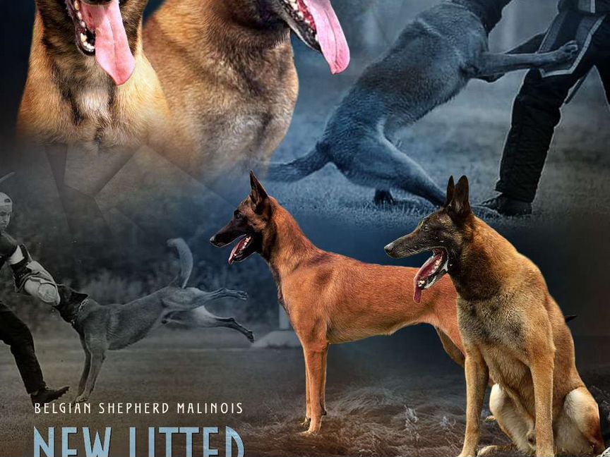 Бельгийская овчарка малинуа