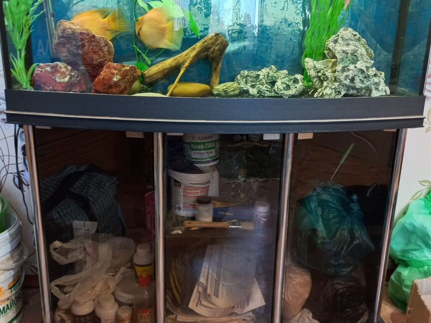 Аквариумные рыбки