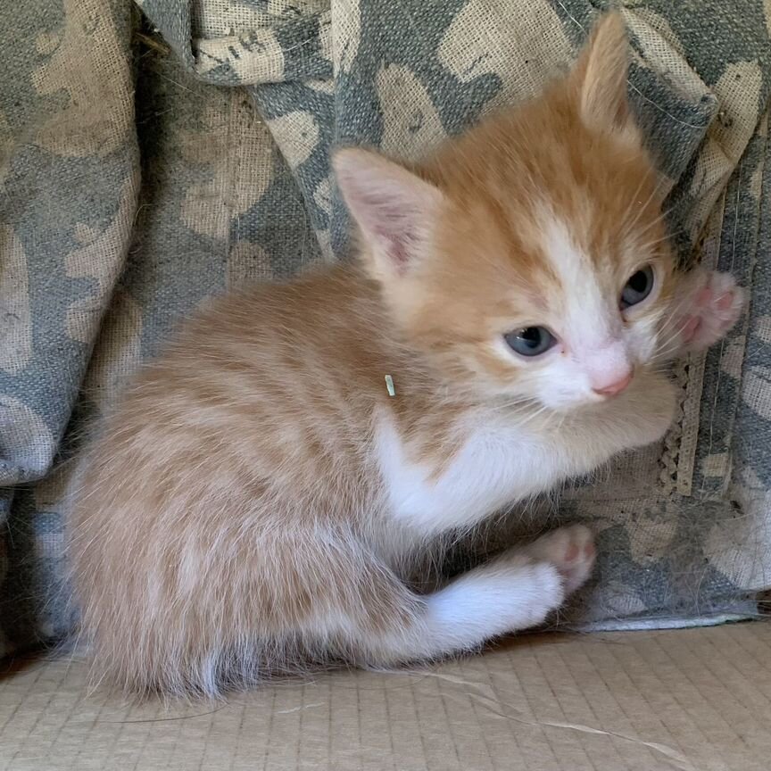 Рыженькие котики