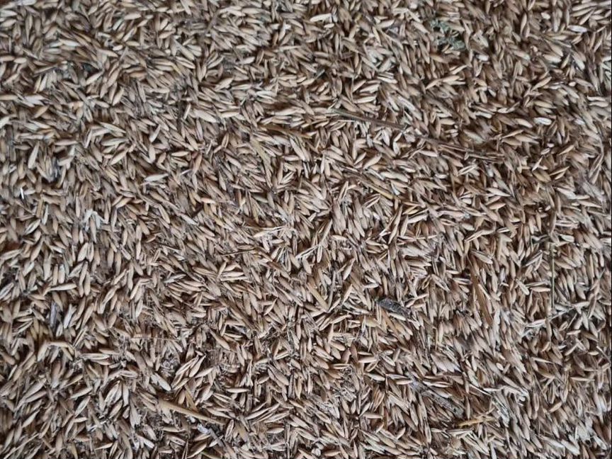 Фуражный горох, Семечко на корм/посев