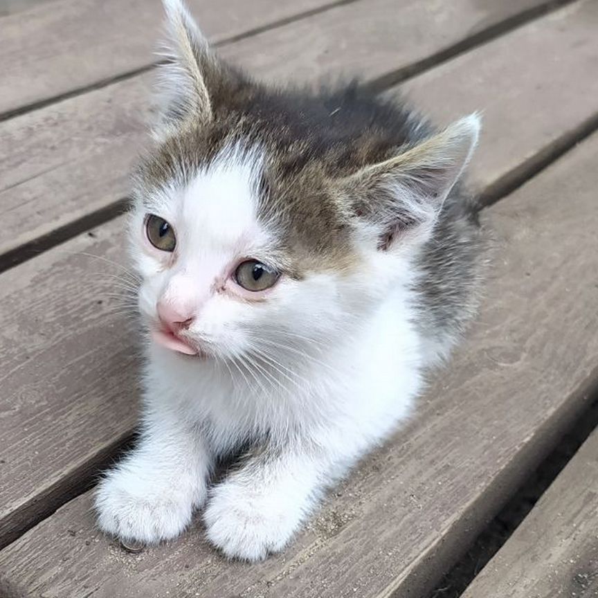Домашние животные котята бесплатно