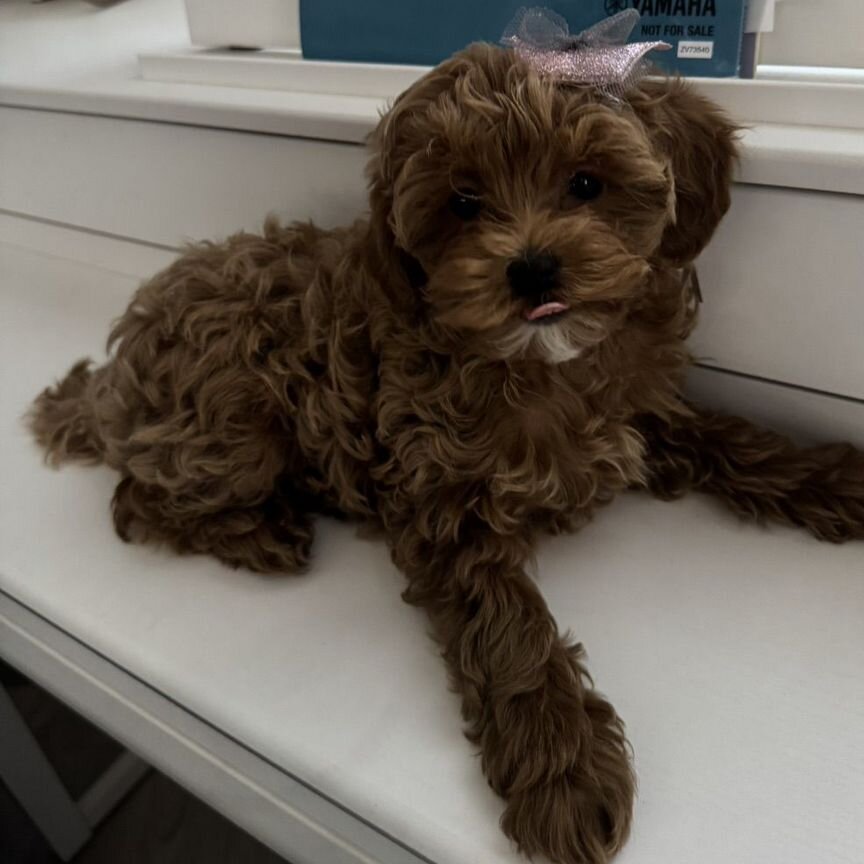 Мальтипу, щенок