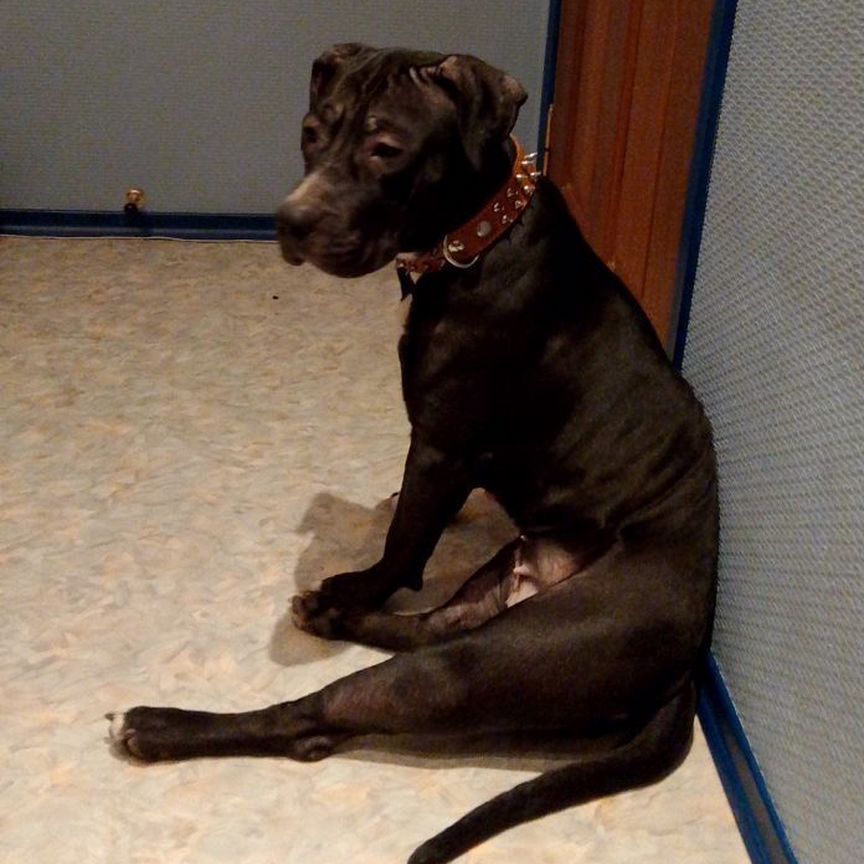 Американский питбультерьер, взрослая собака