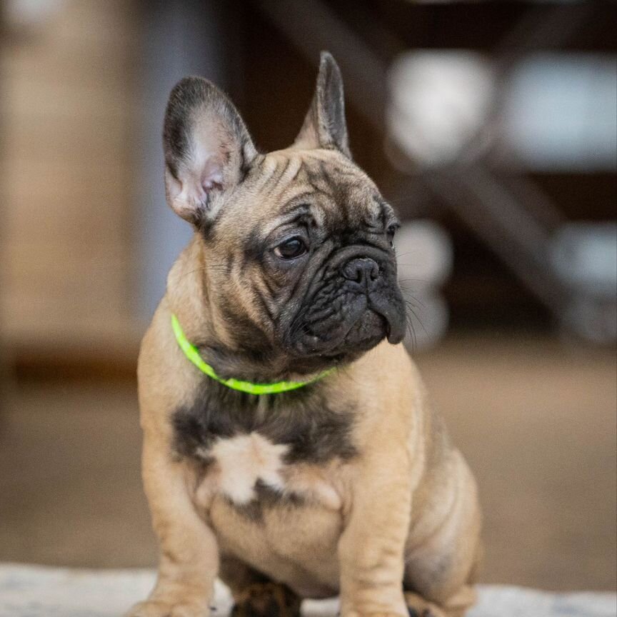 Французский бульдог, щенок