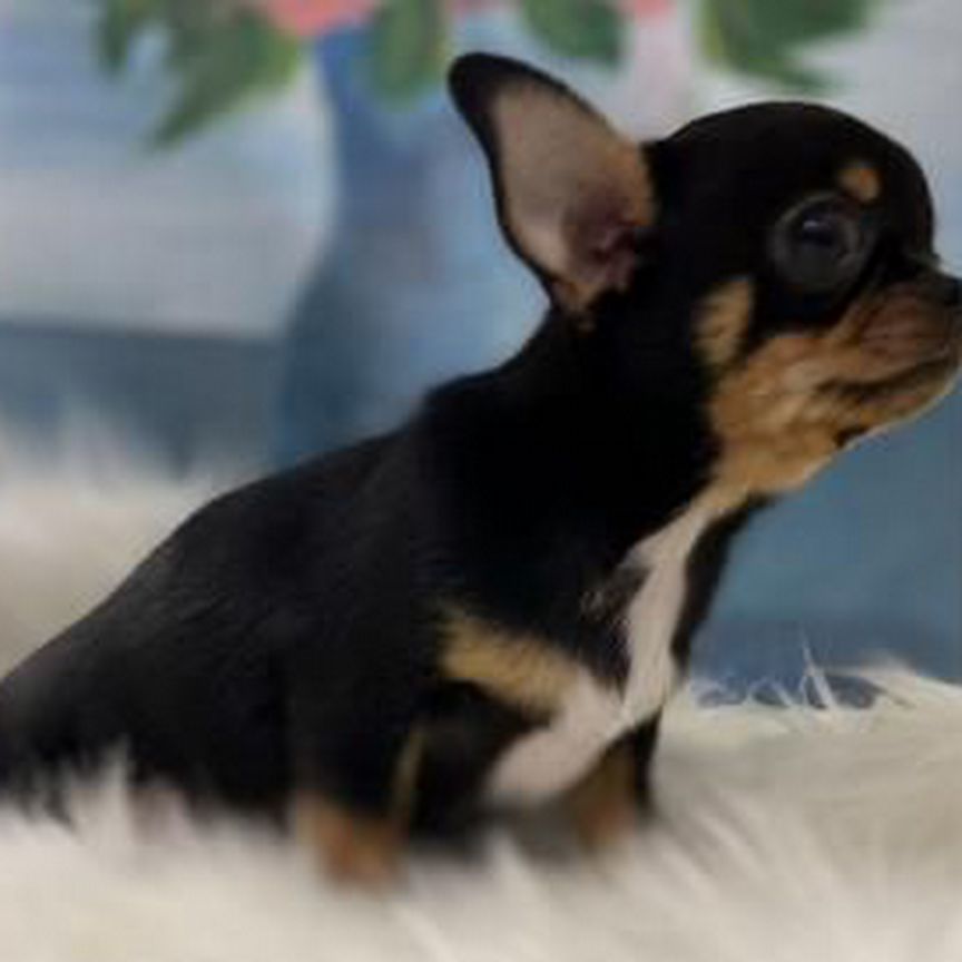 Чихуахуа, щенок