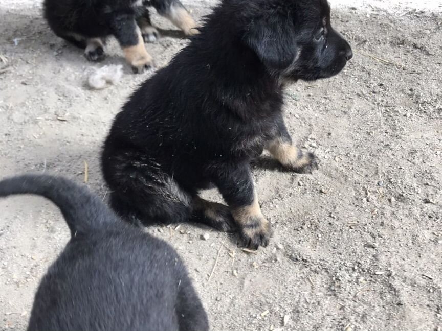 Щенки хотошо