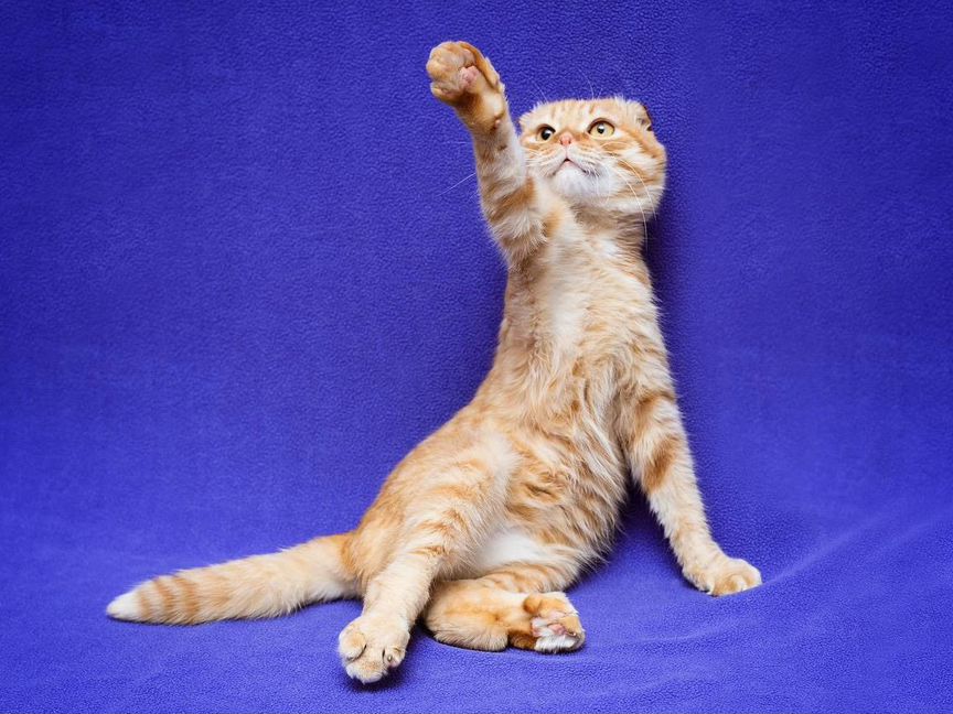 Котик Оливер