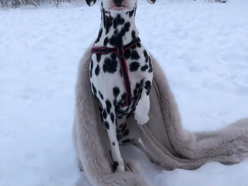 Щенки Далматина