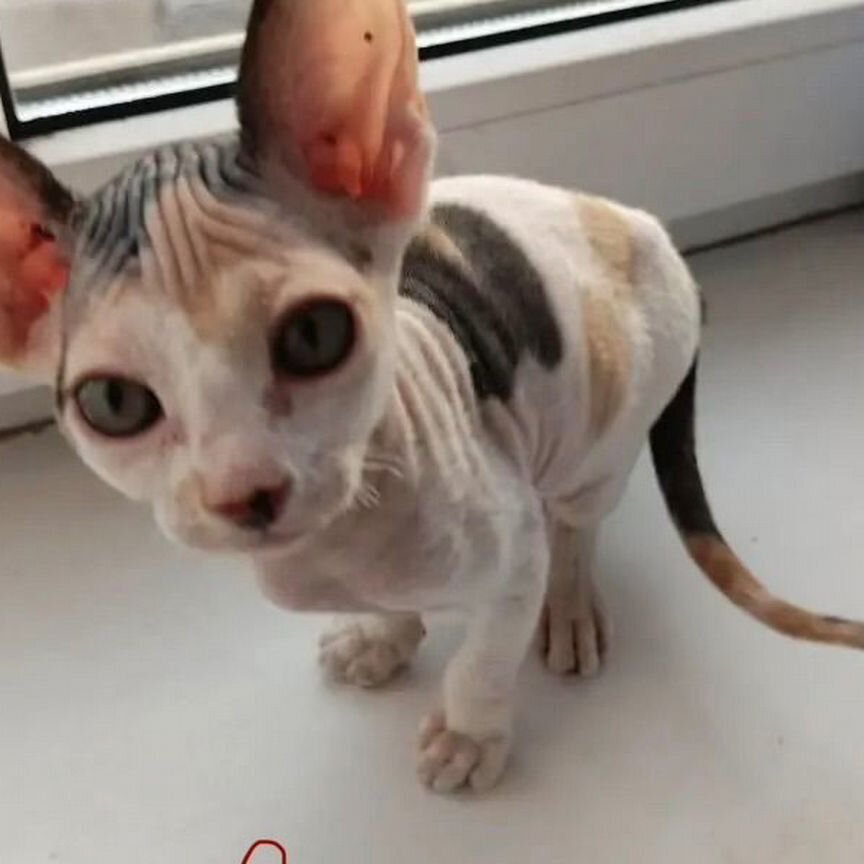 Канадский сфинкс котёнок