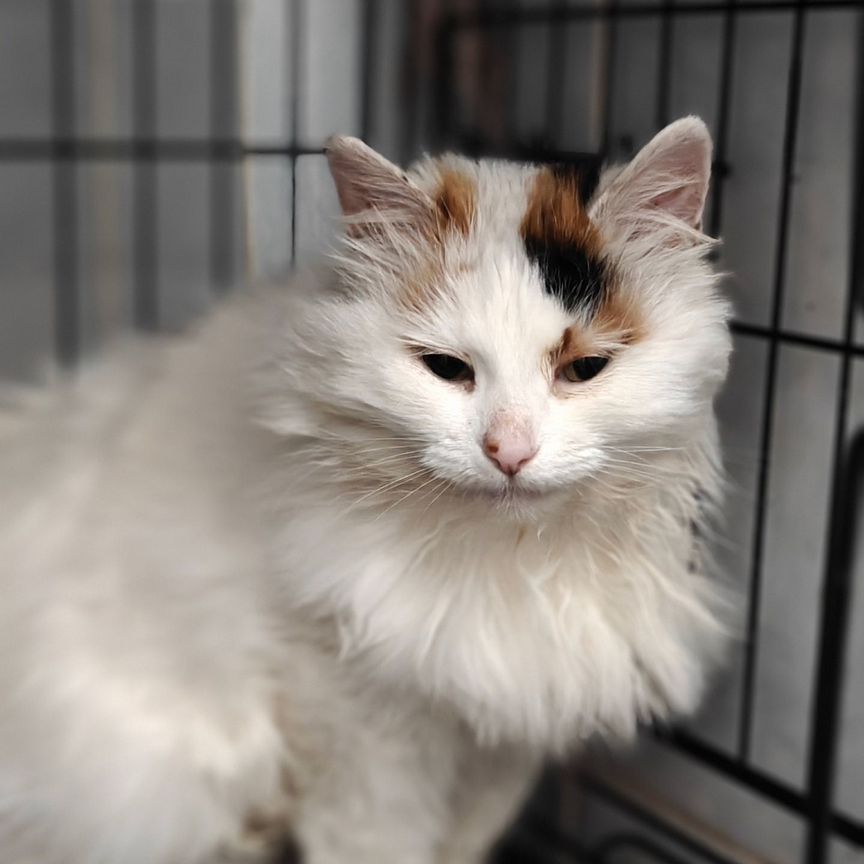 Кошечка таша ищет дом