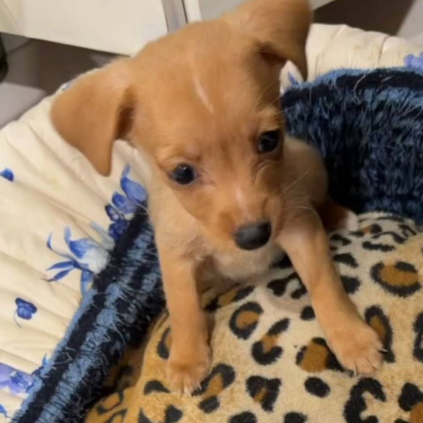 Английский той-терьер, щенок