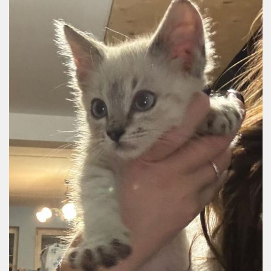 Ласковый красавчик в добрые руки