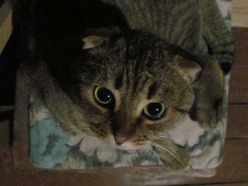 Нужны внимательные и добрые хозяева