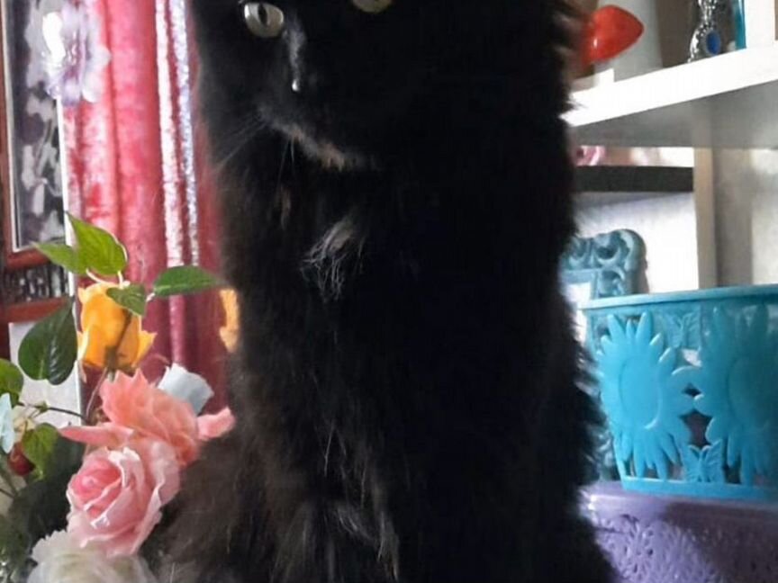 Мейн кун кошка