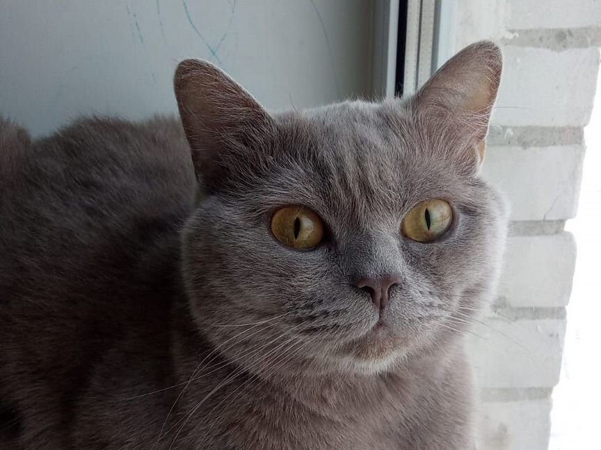 Британский кот