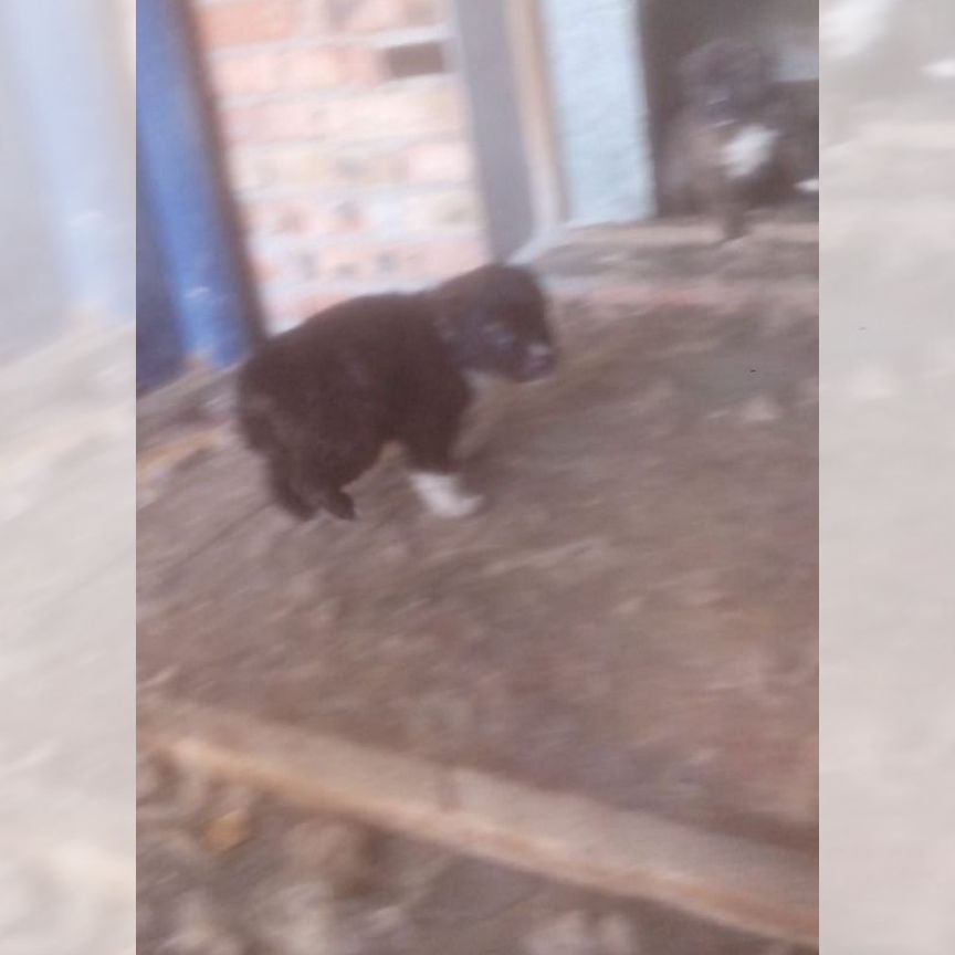 Щенки алабая