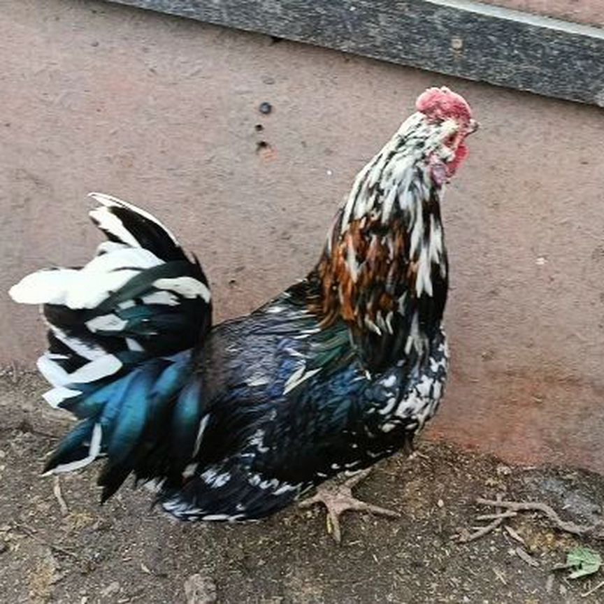 Молодые петухи