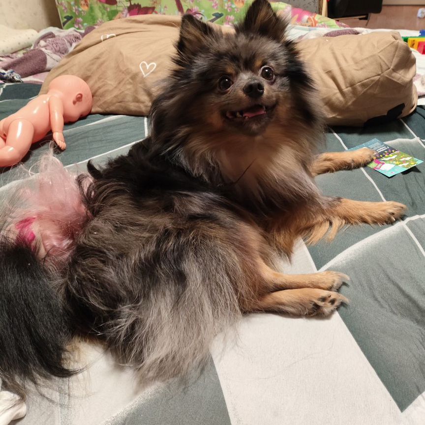 Померанский шпиц, вязка