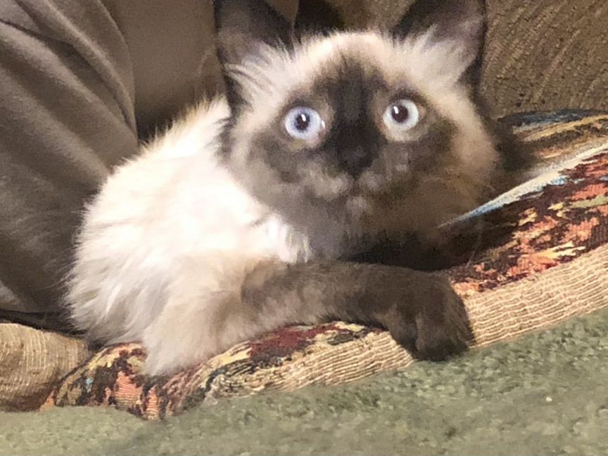 Котенок ищет дом