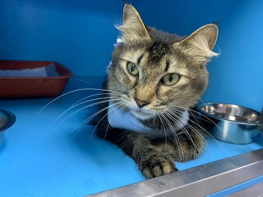 Заметьте кошечку, она ищет дом