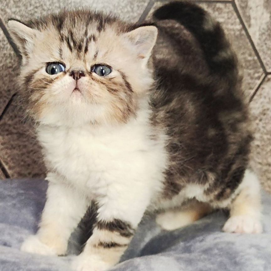Экзотический короткошёрстный котёнок