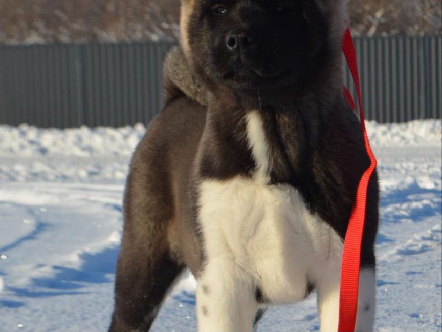 Продам щенков Американской акиты с питомника