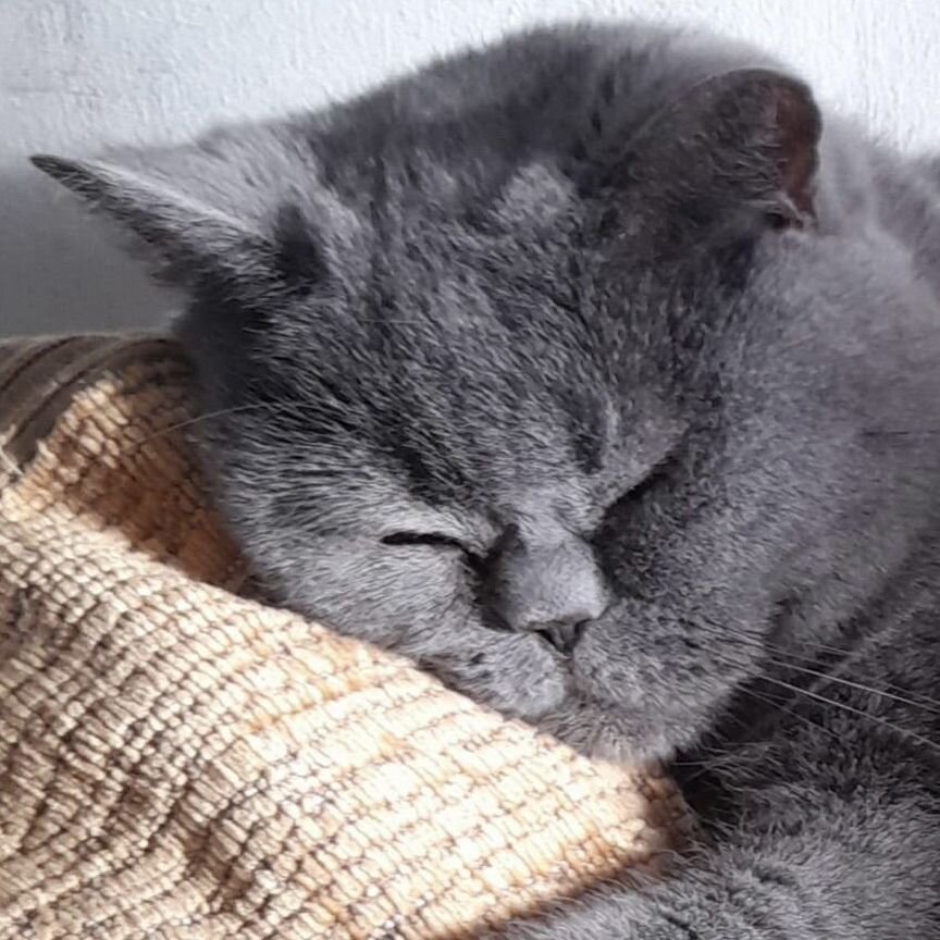 Британочка Милли в добрые руки