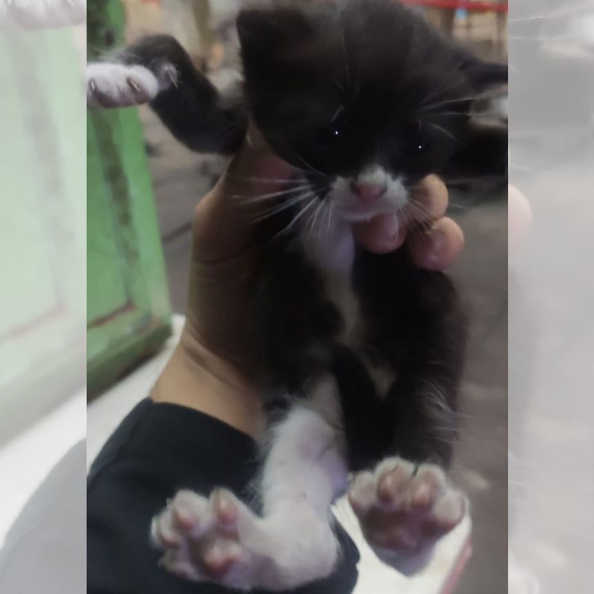 Котёнок в добрые руки