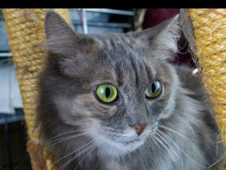 Сибирская кошка