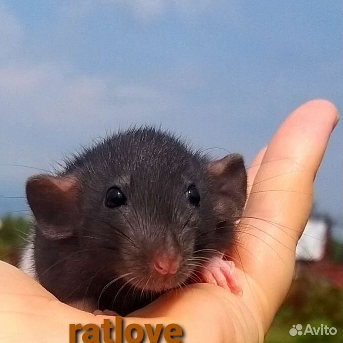 Крысята дамбо от ratlove