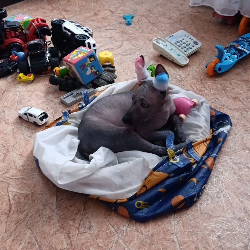 Мексиканская голая собака, щенок