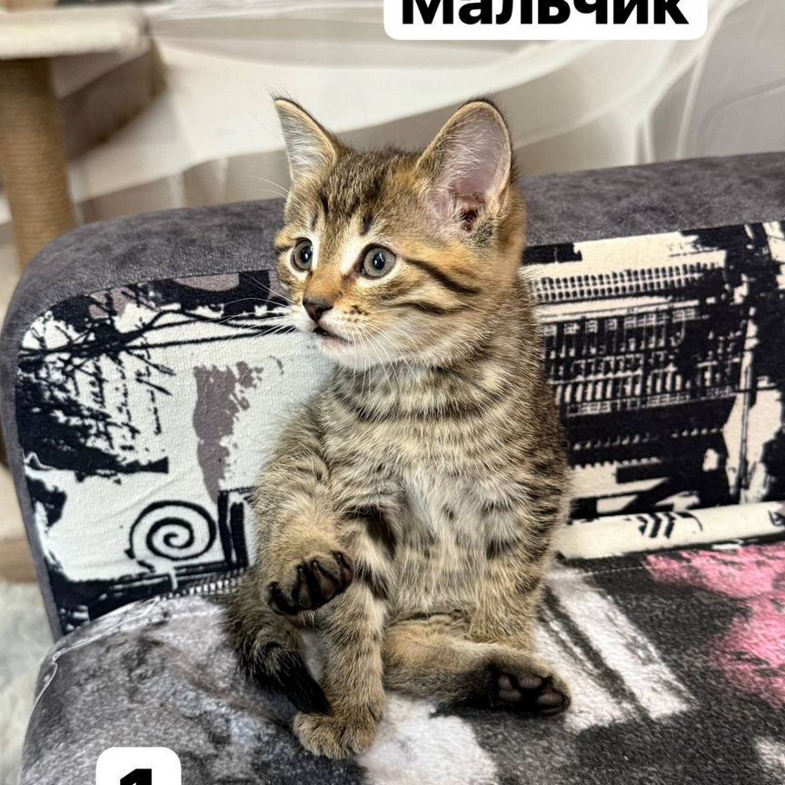 Котёнок в добрые руки