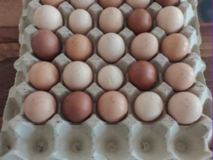 Инкубационное яйцо кур